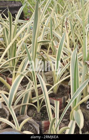 Variegated Spider Lily flower plant on farm for harvest are cash crops ...
