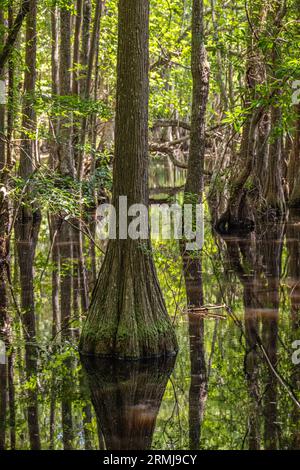 cypress trees in George L Smith State Park in Georgia USA Stock Photo ...