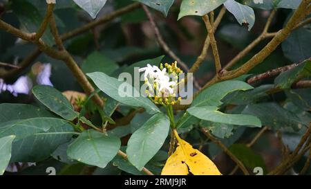 Tabernaemontana macrocarpa (Also called Bongang, Kayu gegah, Kelampan ...