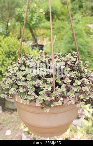 Succulent Callisia repens gold leaf plant on hanging pot in farm for ...