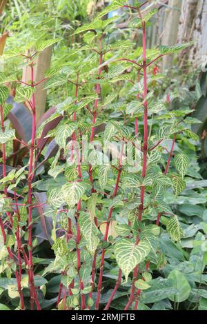 Yellow Painted Bloodleaf also called Iresine herbstii plant on farm for ...