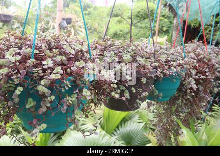 Succulent Callisia repens gold leaf plant on hanging pot in farm for ...