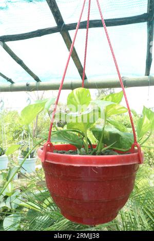 Devil's ivy tree on hanging pot in farm for sell are cash crops Stock ...