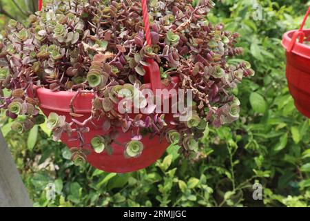 Succulent Callisia repens gold leaf plant on hanging pot in farm for ...