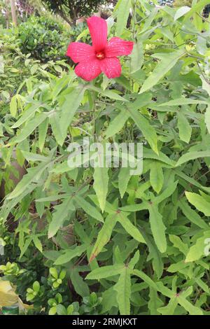 red swamp rose mallow flower plant on farm for harvest are cash crops ...