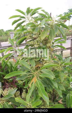elaeocarpus serratus also called Ceylon olive on farm for harvest are ...