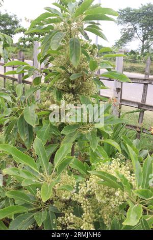 Ceylon olive (Elaeocarpus serratus Stock Photo - Alamy