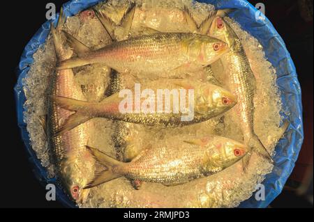 People buy Hilsa fish at the Lalbazar fish market in Sylhet city ...