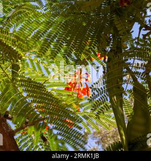 Flowers and seed pods of the Flame of the forest tree flowers (Delonix ...