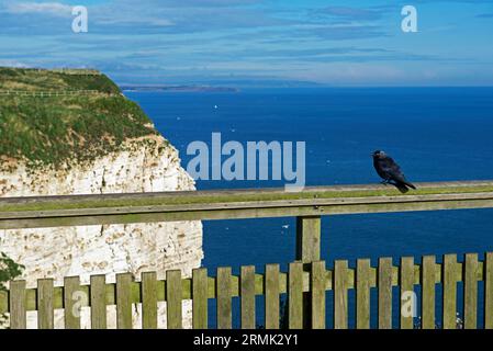 Jackdaw at RSPB Bempton Cliffs Stock Photo - Alamy