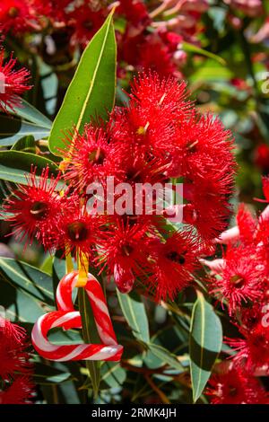 An Aussie Christmas with a heart shaped with candy cane, amongst an ...