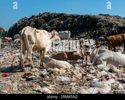 Animal and garbage scavenger at landfills, dump garbage at the final ...