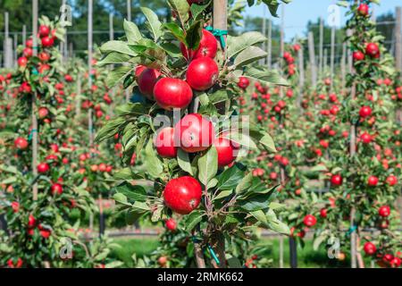 Apple plantation of Discovery apples in Oesterlen fruit district, Kivik ...