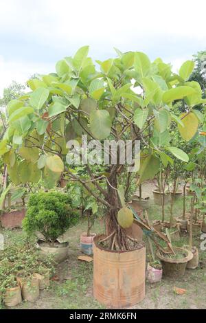 banyan Bonsai tree on nursery for harvest are cash crops Stock Photo ...