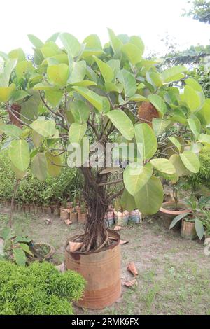 banyan Bonsai tree on nursery for harvest are cash crops Stock Photo ...
