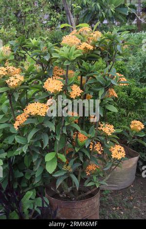 Yellow Ixora coccinea flower plant on farm for harvest are cash crops ...