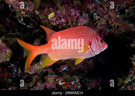 Sabre squirrelfish (Sargocentron spiniferum) . Dive site Daedalus Reef ...