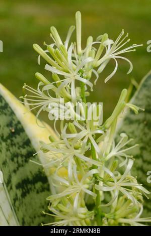 Close-up of bow hemp (Sansevieria) with flower, pot plant Stock Photo ...