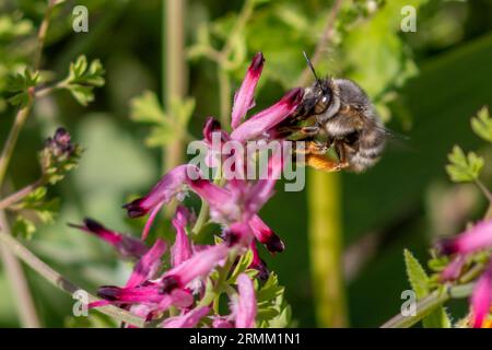 Anthophora dispar, Common Digger Bees Stock Photo - Alamy