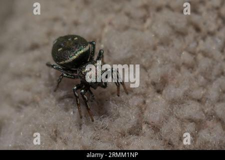 Heliophanus, Sun Jumping Spiders Stock Photo - Alamy
