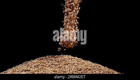 Wheat, triticum sp, falling against Black Background Stock Photo - Alamy