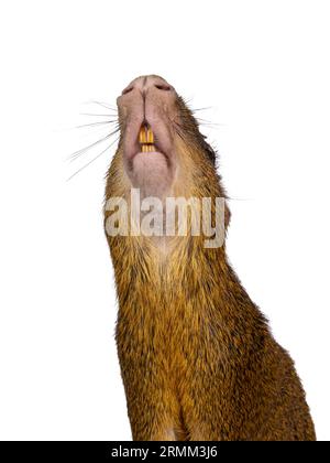 Teeth of Agouti Stock Photo - Alamy