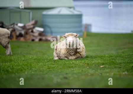 flock of sheep under gum trees in summer on a regenerative agricultural ...