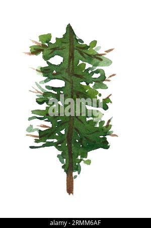 watercolor illustration of pine tree, hand drawn pine Pinya, sketch of ...