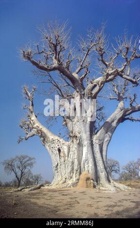 Mali, baobab tree (Adansonia digitata) in the Sahel zone Stock Photo ...