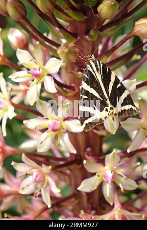 tiger moth lily Stock Photo - Alamy
