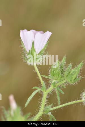 Rough Mallow - Malva setigera Stock Photo - Alamy