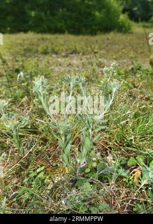 Broad-leaved Cudweed - Filago pyramidata Stock Photo - Alamy