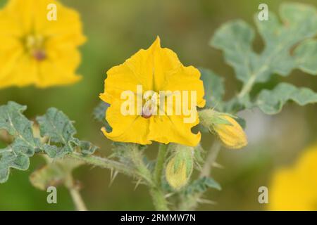 buffalo-bur (Solanum rostratum Stock Photo - Alamy