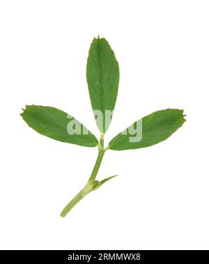 Sickle Medick - Medicago sativa subsp. falcata Stock Photo - Alamy