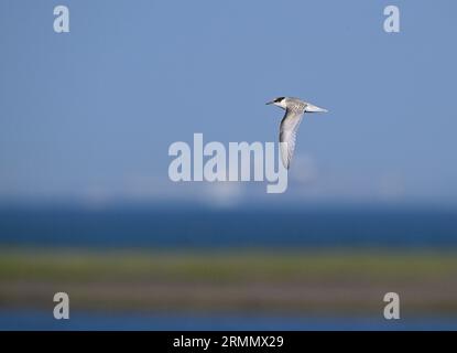 Little Tern (Sterna albifrons) juvenile Winterton Norfolk GB UK August ...