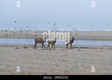 Elk walking on beach - Cannon beach Stock Photo - Alamy