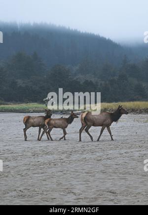 Elk on a bridge Stock Photo - Alamy