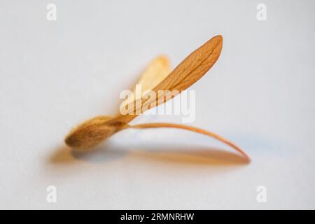 Winged seed of the tree (Tripalis americana or Tripalis gardneriana ...