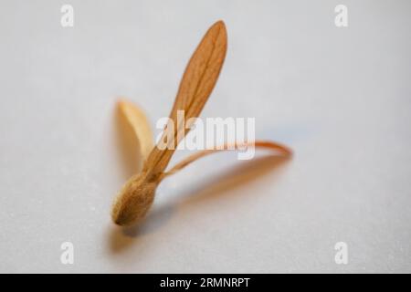 Winged seed of the tree (Tripalis americana or Tripalis gardneriana ...