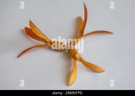 Winged seed of the tree (Tripalis americana or Tripalis gardneriana ...