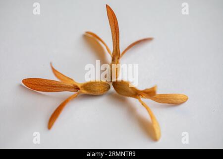 Winged seed of the tree (Tripalis americana or Tripalis gardneriana ...