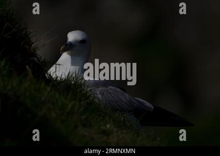 Fulmarus glacialis Family Procellariidae Genus Fulmarus Northern fulmar ...