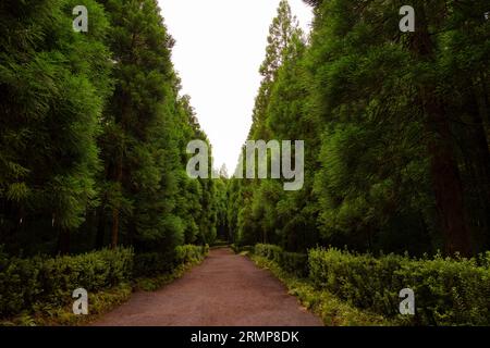 Tall cryptomeria trees with terrain path in the forest Stock Photo - Alamy