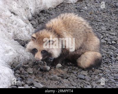 Japanese raccoon dog sitting in the grass / tanuki animal - Nyctereutes ...