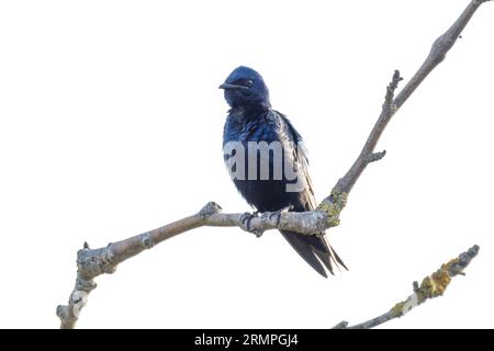 Purple Martin bird at Vancouver BC Canada Stock Photo - Alamy