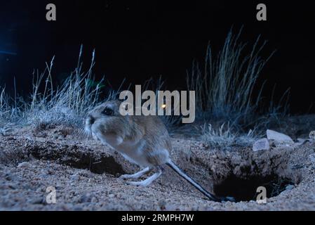 Banner-tailed Kangaroo Rat, Socorro county, New Mexico, USA Stock Photo ...