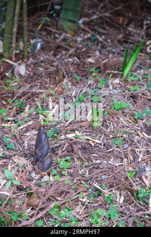 Bamboo shoot emerging from the ground. Bamboo is a member of the grass ...