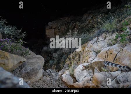 Ringtail, Quebradas Backcountry Byway, New Mexico, USA Stock Photo - Alamy