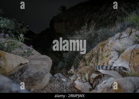 Ringtail, Quebradas Backcountry Byway, New Mexico, USA Stock Photo - Alamy