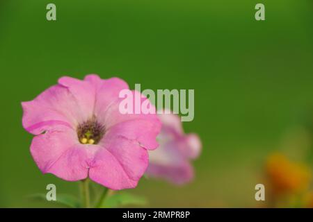 pretty pink petunias, unedited photo taken by Asia Koppenberg Stock ...
